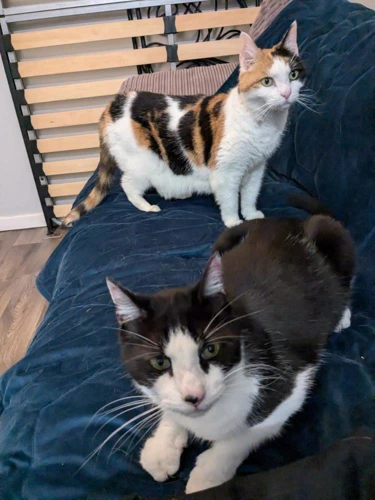 Cats Protection Basingstoke & District Branch