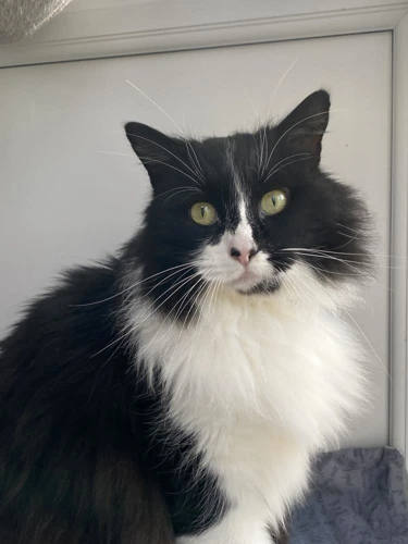 Cats Protection North Walsham & District Branch