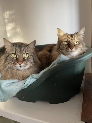 Cats Protection Worthing & District Branch