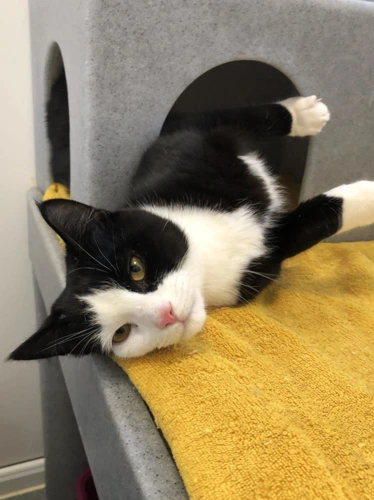 Cats Protection Tyneside Cat Centre