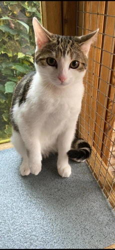 Cats Protection Halesowen & District Branch