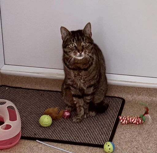Cats Protection Halifax, Huddersfield & Wakefield Branch