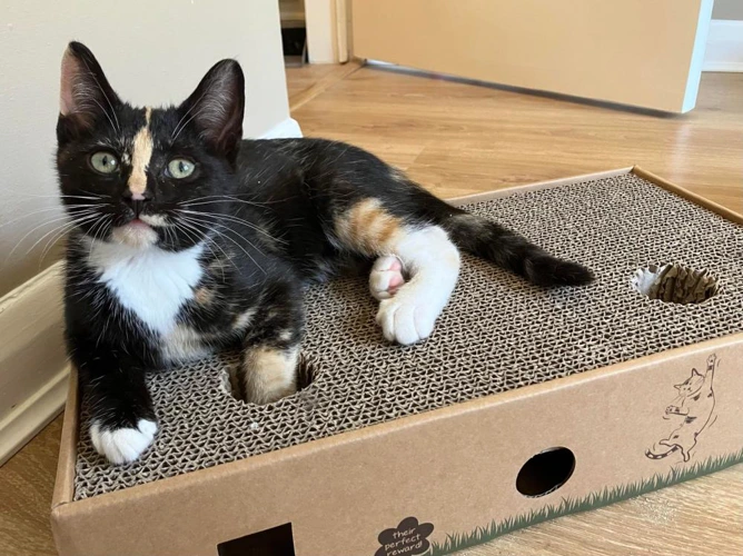 Cats Protection Basingstoke & District Branch