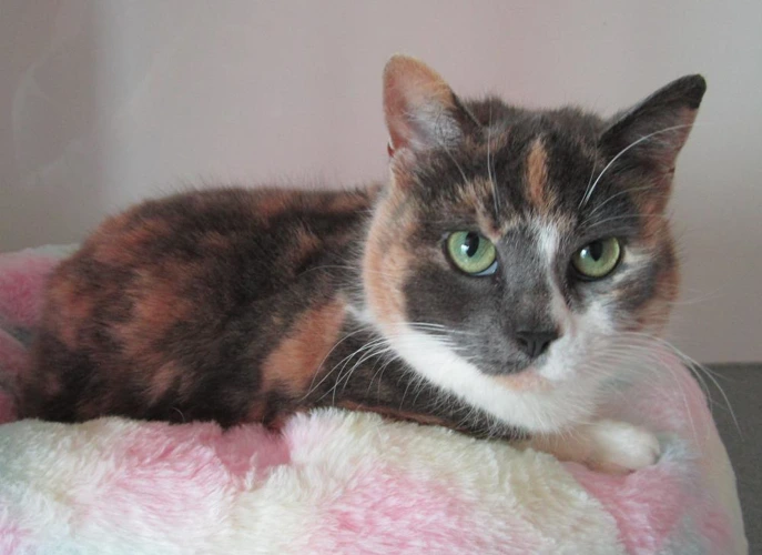Cats Protection Weymouth & District Branch