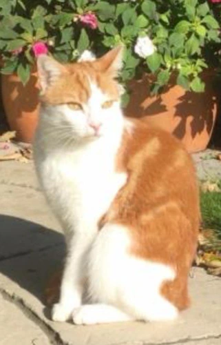 Cats Protection Halifax, Huddersfield & Wakefield Branch