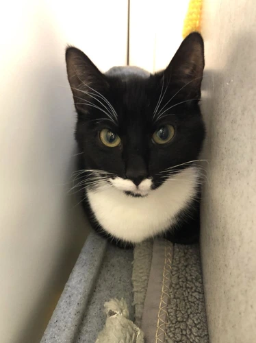 Cats Protection Tyneside Cat Centre