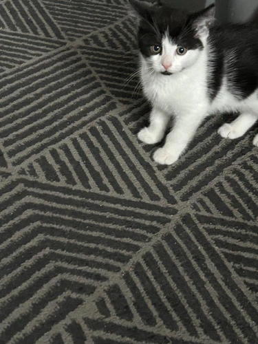 Cats Protection Glasgow Branch