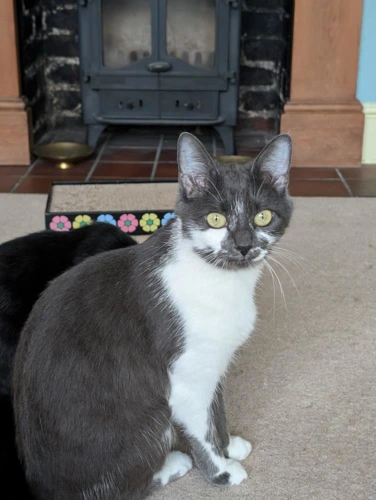 Cats Protection Crawley, Reigate & District Branch