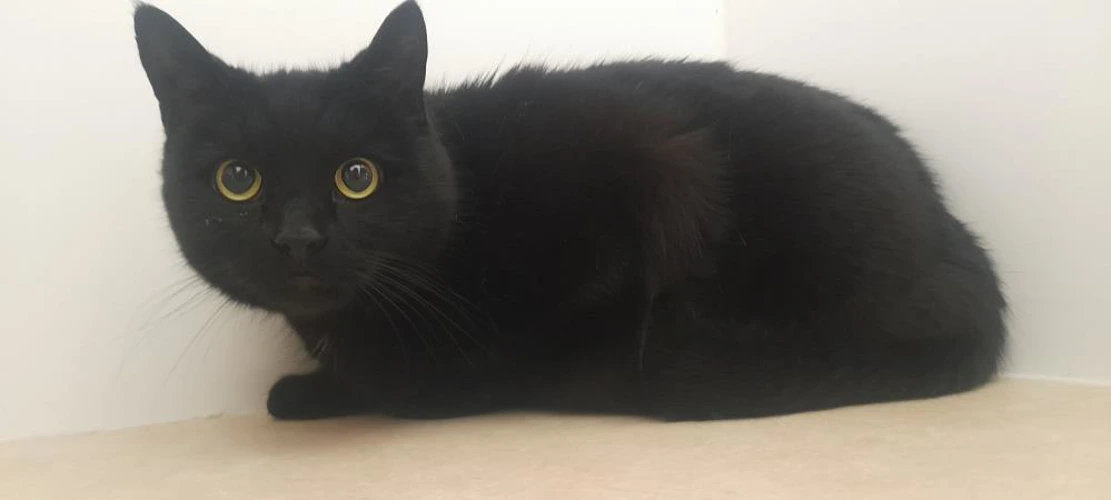 Cats Protection Arbroath & Central Angus Branch