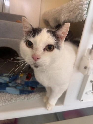 Cats Protection Cornwall Cat Centre