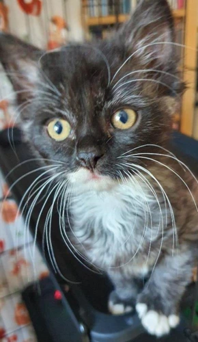 Cats Protection South Wirral Branch