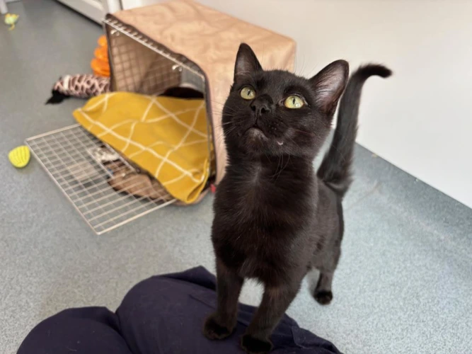 Cats Protection North Wales Cat Centre