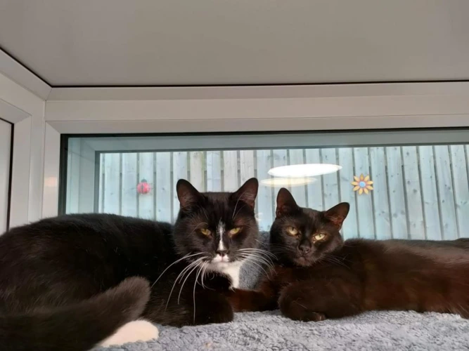 Cats Protection Halifax, Huddersfield & Wakefield Branch