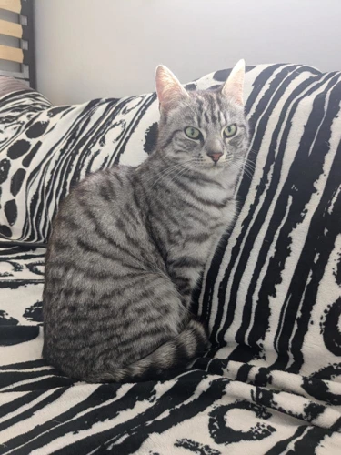 Cats Protection Basingstoke & District Branch