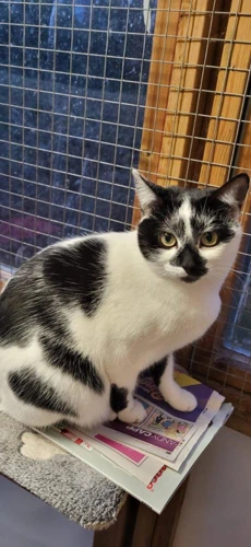 Cats Protection Halifax, Huddersfield & Wakefield Branch
