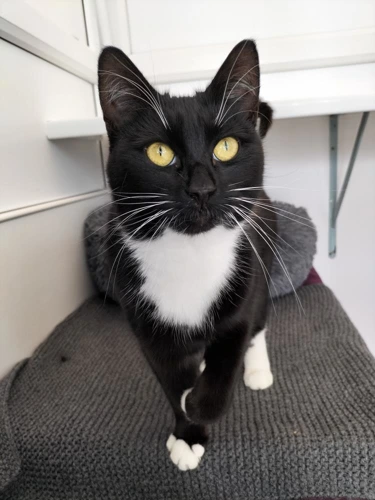 Cats Protection Leeds Cat Centre