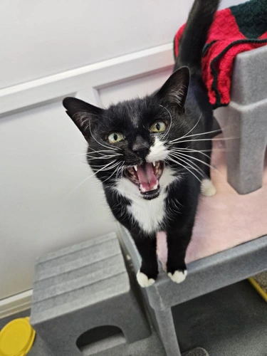 Cats Protection Tyneside Cat Centre