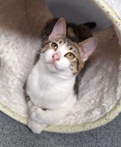 Cats Protection Epping Forest Branch