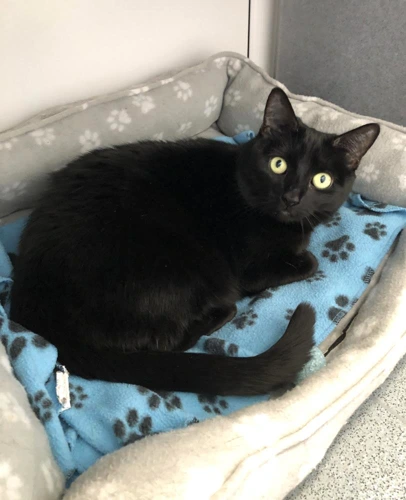 Cats Protection Tyneside Cat Centre
