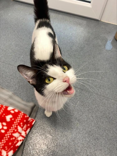Cats Protection North Wales Cat Centre