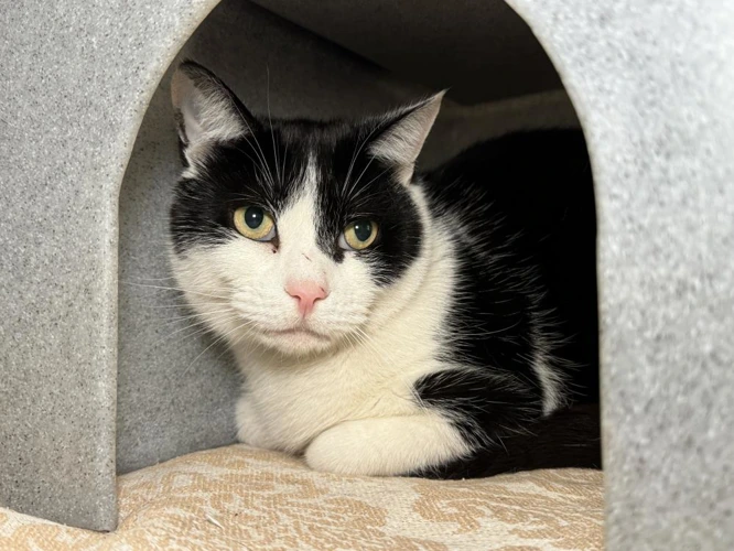 Cats Protection Warrington Cat Centre