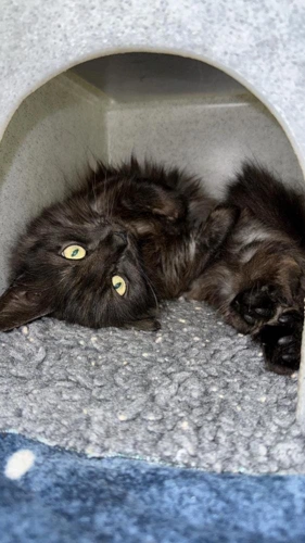 Cats Protection Cornwall Cat Centre