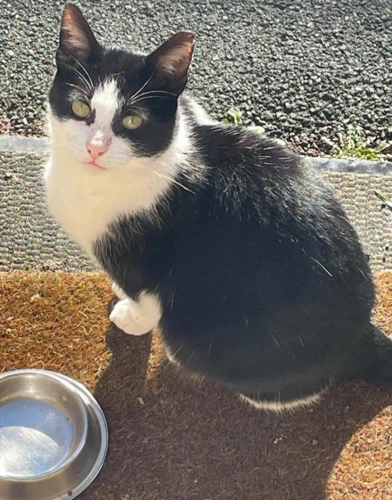 Cats Protection Halifax, Huddersfield & Wakefield Branch
