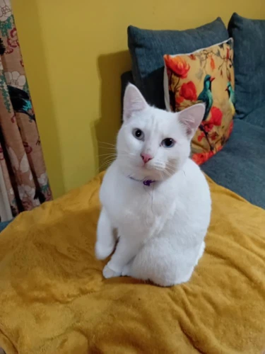 Cats Protection Walsall Borough Branch