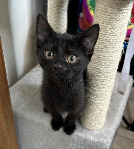 Cats Protection Worcester & District Branch