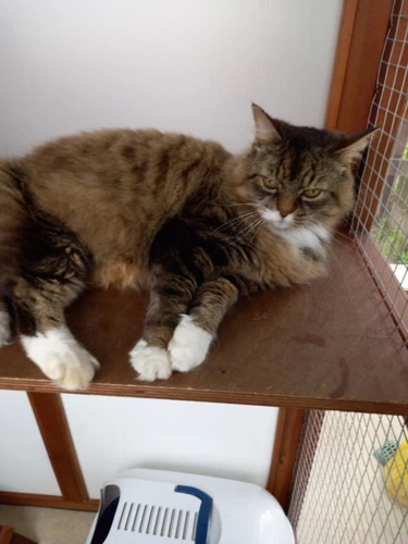 Cats Protection Glasgow Branch