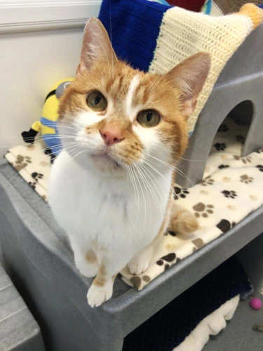 Cats Protection Tyneside Cat Centre