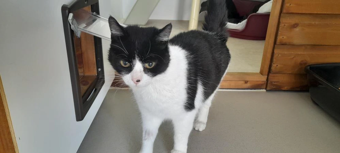 Cats Protection Arbroath & Central Angus Branch