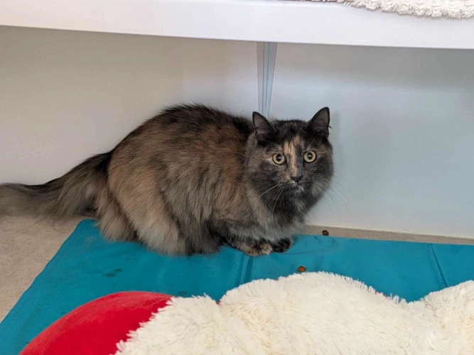 Cats Protection Frome & District Branch