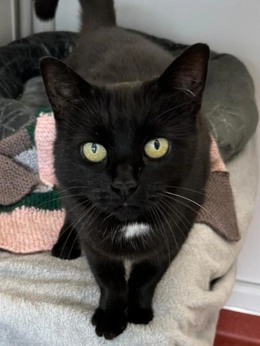 Cats Protection Leeds Cat Centre