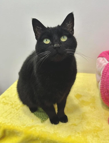 Cats Protection Leeds Cat Centre