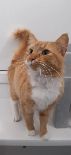 Cats Protection Leeds Cat Centre