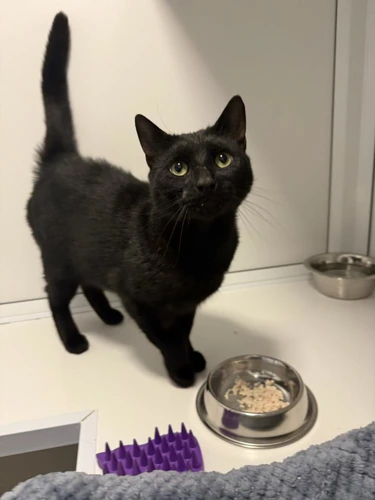 Cats Protection Halifax, Huddersfield & Wakefield Branch