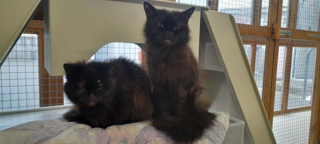 Cats Protection Arbroath & Central Angus Branch