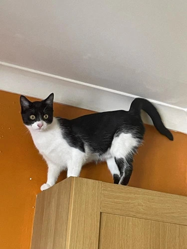 Cats Protection Scotland Cat Centre