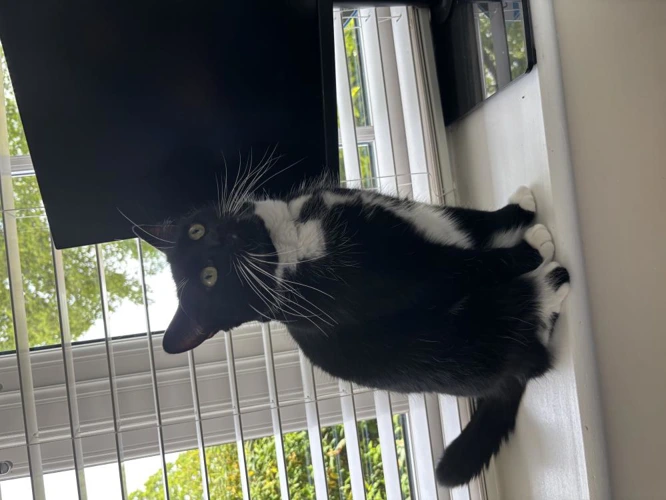 Cats Protection Crawley, Reigate & District Branch