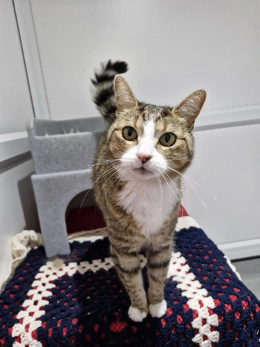 Cats Protection Leeds Cat Centre