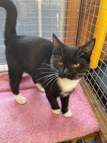 Cats Protection South Wirral Branch