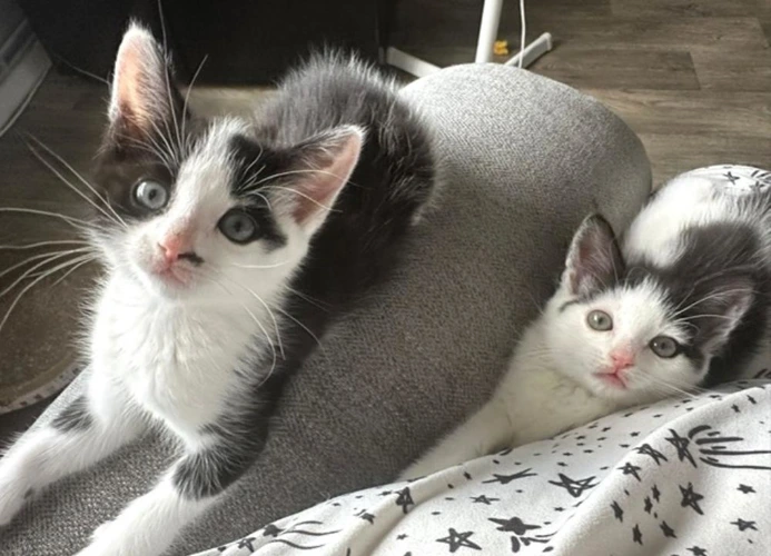 Cats Protection Epping Forest Branch