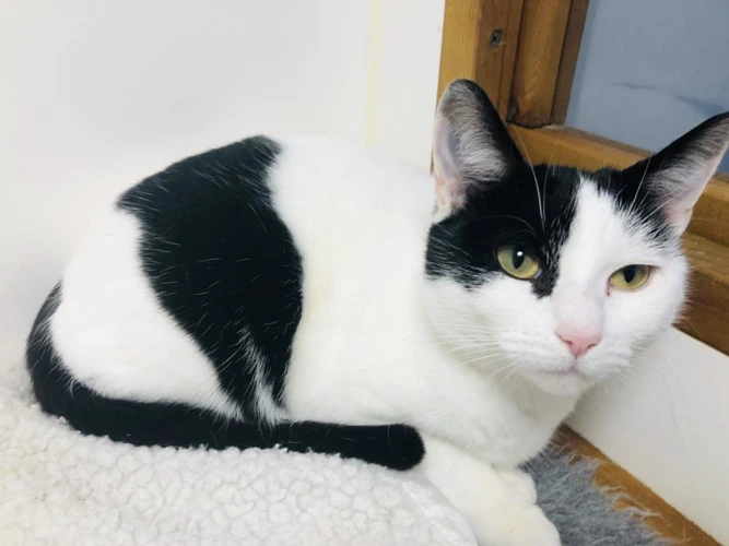 Cats Protection Halifax, Huddersfield & Wakefield Branch