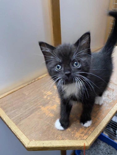 Cats Protection Worcester & District Branch