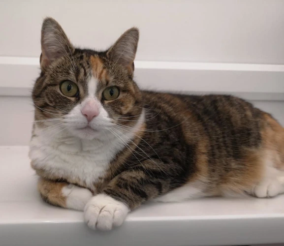 Cats Protection Leeds Cat Centre