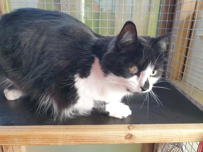 Cats Protection Crawley, Reigate & District Branch