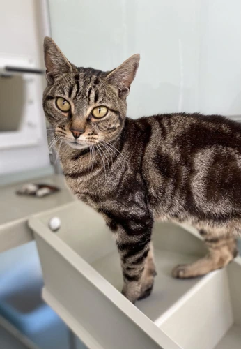 Cats Protection Cornwall Cat Centre