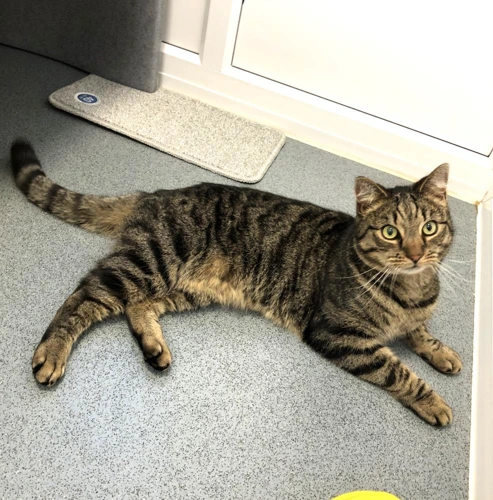 Cats Protection Tyneside Cat Centre