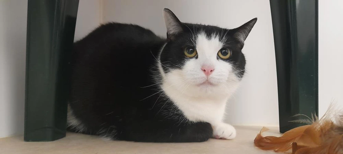 Cats Protection Arbroath & Central Angus Branch